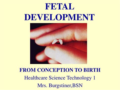 Ppt Fetal Development Powerpoint Presentation Free Download Id 3552991