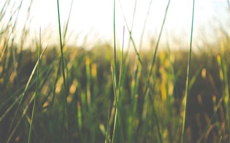 Wallpaper Sunlight Food Simple Background Nature Field