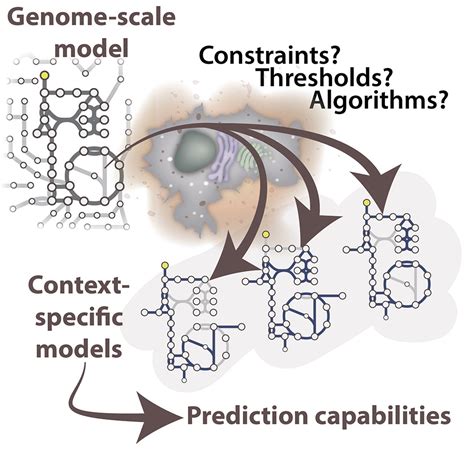 A Systematic Evaluation Of Methods For Tailoring Genome Scale Metabolic