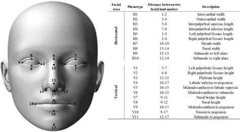 Measuring 19 Facial Landmarks Using 21 Facial Measurements Between