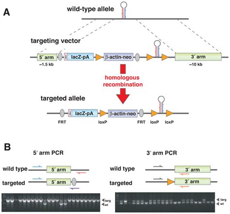 Es Cell Targeting And Pcr Genotyping A Schematic Representation Of A