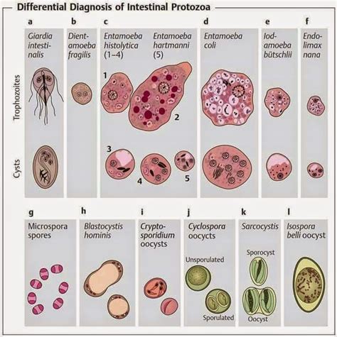 Life Cycle Of Entamoeba Histolytica Artofit