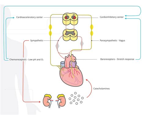 Fetal Heart Rate Physiology And Its Control With Efm