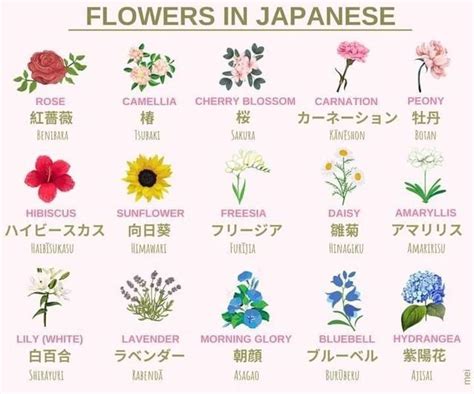 Capturing Natures Beauty Japanese Names Meaning Flower