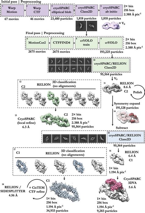 Cryo Em Data Analysis And Flowchart Initial Cryo Em Analysis Is