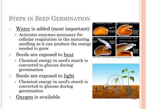 Ppt Plant Biology Germination Powerpoint Presentation Free Download