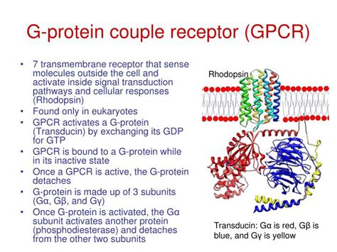 Ppt Rhodopsin Powerpoint Presentation Id 2751030