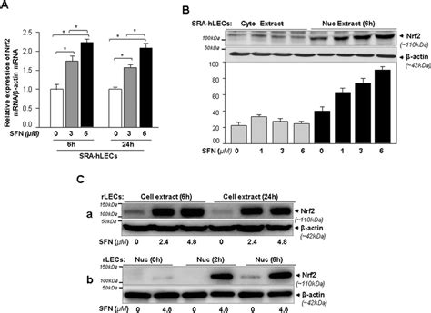 Sfn Induced Nrf2 Expression And Enhanced Nuclear Accumulation In Both
