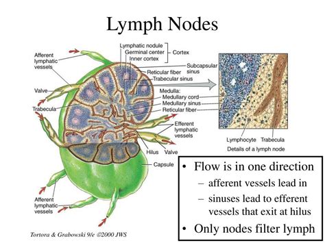 Ppt Chapter 22 The Lymphatic System Powerpoint Presentation Free