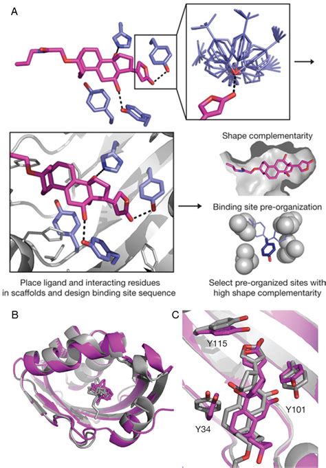 protocols for molecular modeling with rosetta3 and rosettascripts