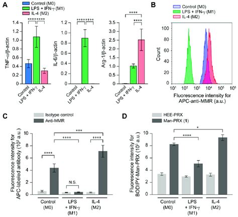 A Mrna Expression Levels Of Tnf α Il 6 And Arg 1 In Raw 264 7 Cells