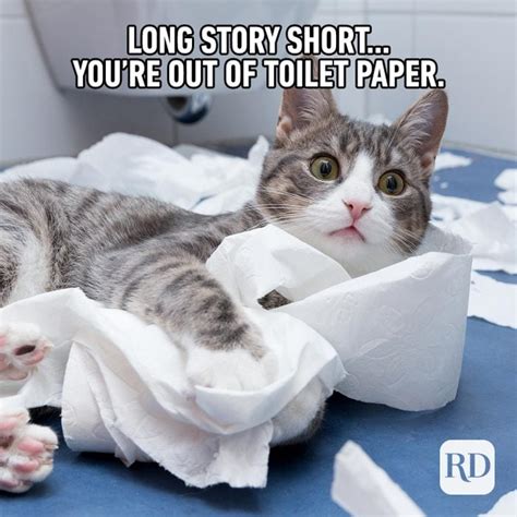 60 Funny Cat Memes That Will Make You Laugh Every Time 2023