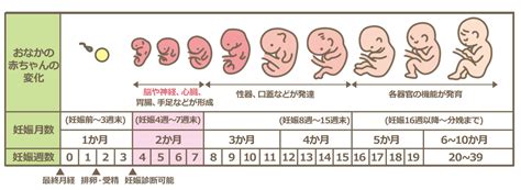 妊娠中の気をつけたい病気（妊娠初期から中期） ティアラ ウィメンズ クリニック 絨毛膜羊膜炎など気になる症状