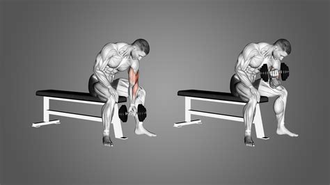 4 Big Concentration Curl Benefits And Muscles Worked Inspire Us