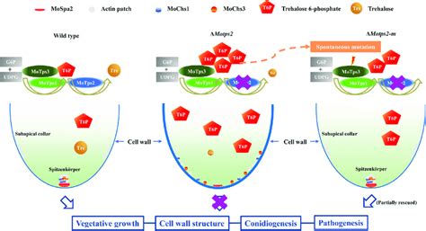 A Proposed Model For The Regulation Of Trehalose 6 Phosphate