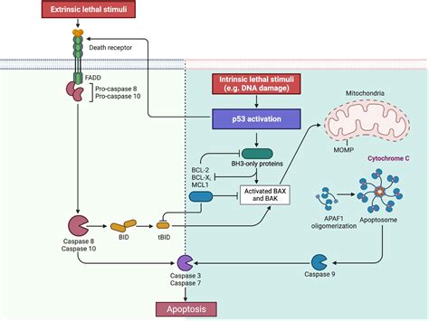 Frontiers The Function Of P53 And Its Role In Alzheimers And