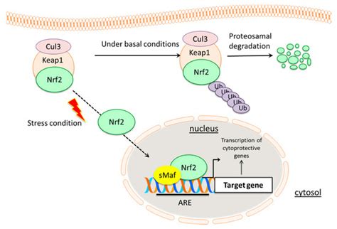 Antioxidants Free Full Text Potential Applications Of Nrf2