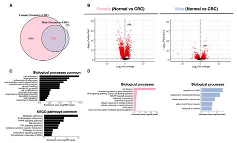Ijms Free Full Text The Importance Of Sex In The Discovery Of