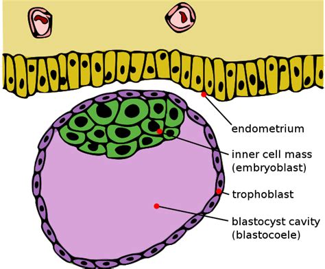Difference Between Blastocyst And Embryo Definition Development