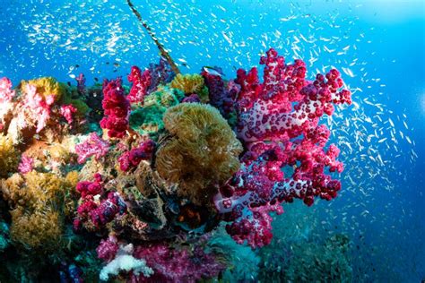 10 Most Beautiful Coral Reefs In The World Nature And Wildlife