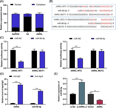 Long Noncoding Rna Anril Up‐regulates Ccnd1 Via Sponging Mir‐98‐5p To