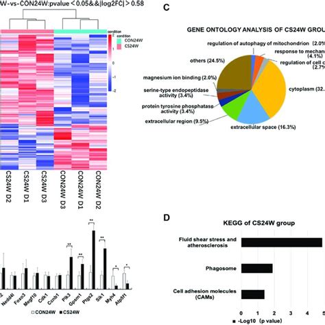 hierarchical clustering go ontology kegg pathway analysis and
