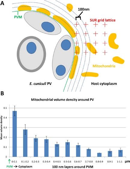 Gradient Of Mitochondrial Volume Density Around The Pvm Volume Density