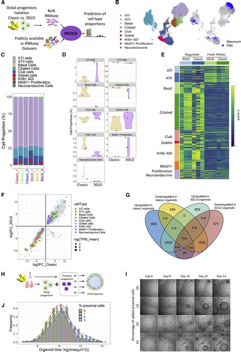 Simultaneous Isolation Of Proximal And Distal Lung Progenitor Cells