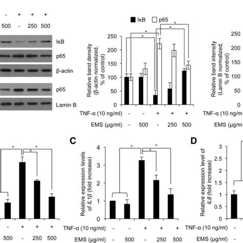The Effect Of Ems On Tnf α Induced Mmp 1 Mrna Expression In Hdfs Hdfs