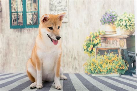 柴犬の特徴とは？性格や種類・秋田犬との違い・お手入れ方法も紹介 東京ecoいきもの図鑑