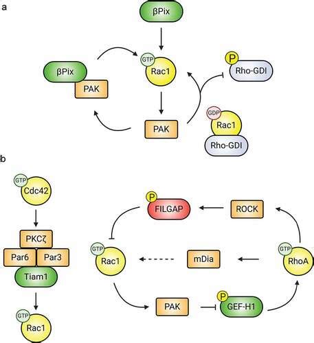 Full Article Rac Maninoff And Rho Vel The Symphony Of Rho Gtpase