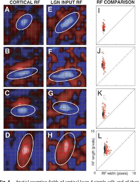 Figure 4 From The Spatial Receptive Field Of Thalamic Inputs To Single