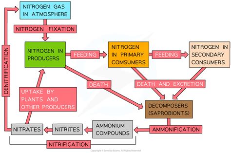 Aqa A Level Biology复习笔记5 4 1 Nutrient Cycles 翰林国际教育