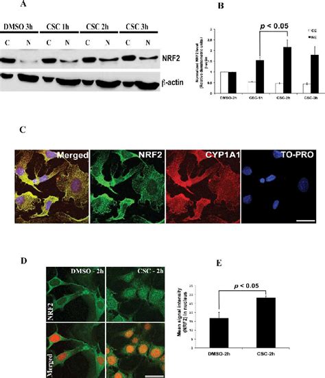 Nuclear Translocation Of Nrf2 A Cytoplasmic C And Nuclear Extracts