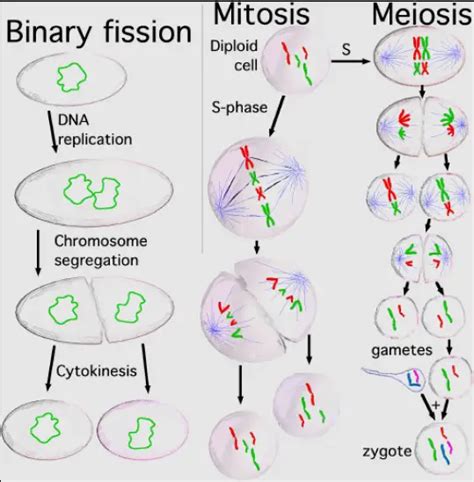 Difference Between Cellular Differentiation And Cell Division