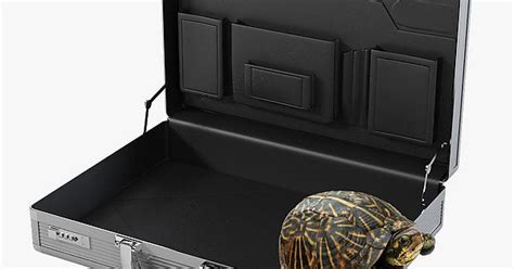 Turtle Climbing Out Of A Briefcase Imgur