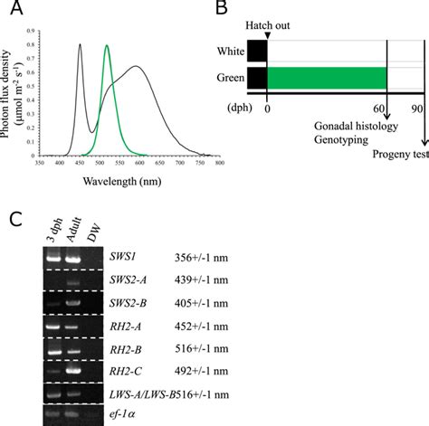 green light irradiation during sex differentiation induces female to