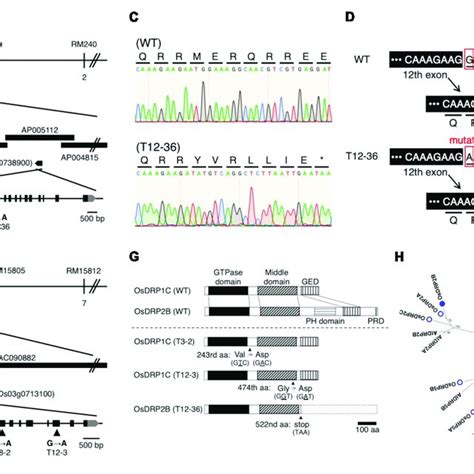 Map Based Cloning Of The Causative Genes Of The Mutants A E