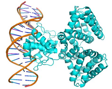 bioinformatics how to perform a dna structural alignment in pymol