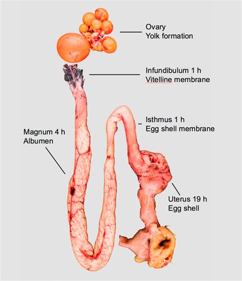 An Egg A Day The Physiology Of Egg Formation Lohmann Breeders