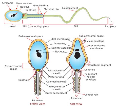 Sperm Wikipedia