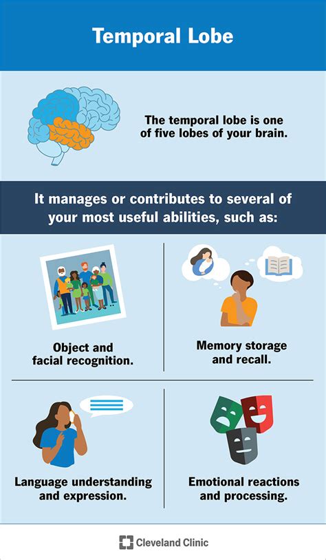 Temporal Lobe