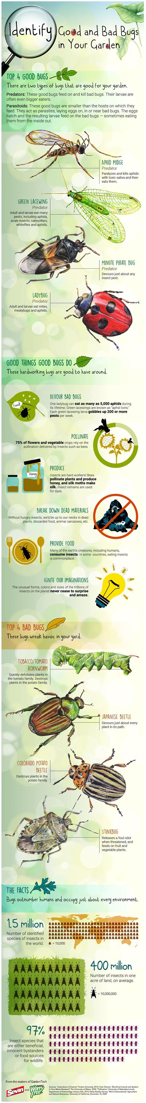 Identifying Good And Bad Bugs In Your Garden Infographic Garden Bugs