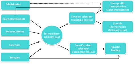 1 types of selenium containing proteins present in the mammalian