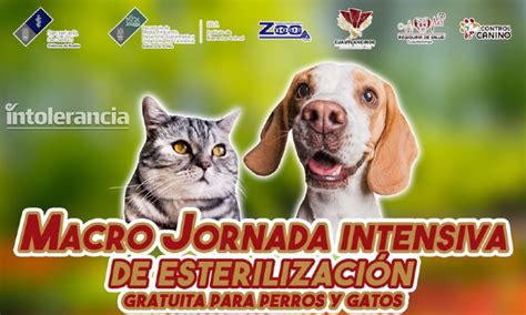 Anuncian Jornada De Esterilización Canina Y Felina En Cuautlancingo