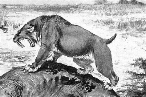 Saber Tooth Tiger Ice Age Drawing