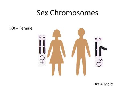 Ppt Human Genome Powerpoint Presentation Free Download Id 3695549