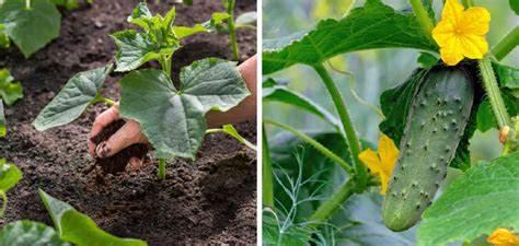 How To Fertilize Cucumbers Organically Detailed Guide 2024