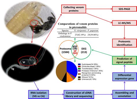 Frontiers Identification And Comparative Analysis Of Venom Proteins