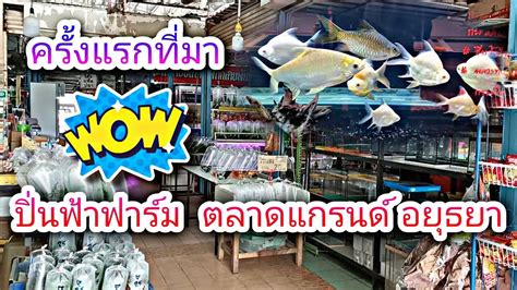 ร้านปิ่นฟ้าฟาร์ม จำหน่ายปลาสวยงามในตลาดแกรนด์อยุธยา Nco544 Youtube